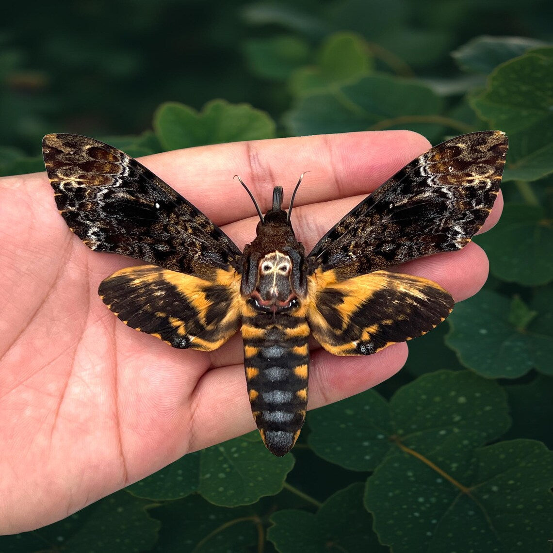 Death's-head-Hawk-moth – VietNam Insects